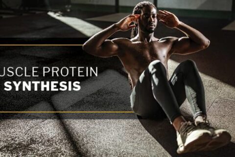 Creatine’s Role In Muscle Hypertrophy: Physiological Functions, Forms ...